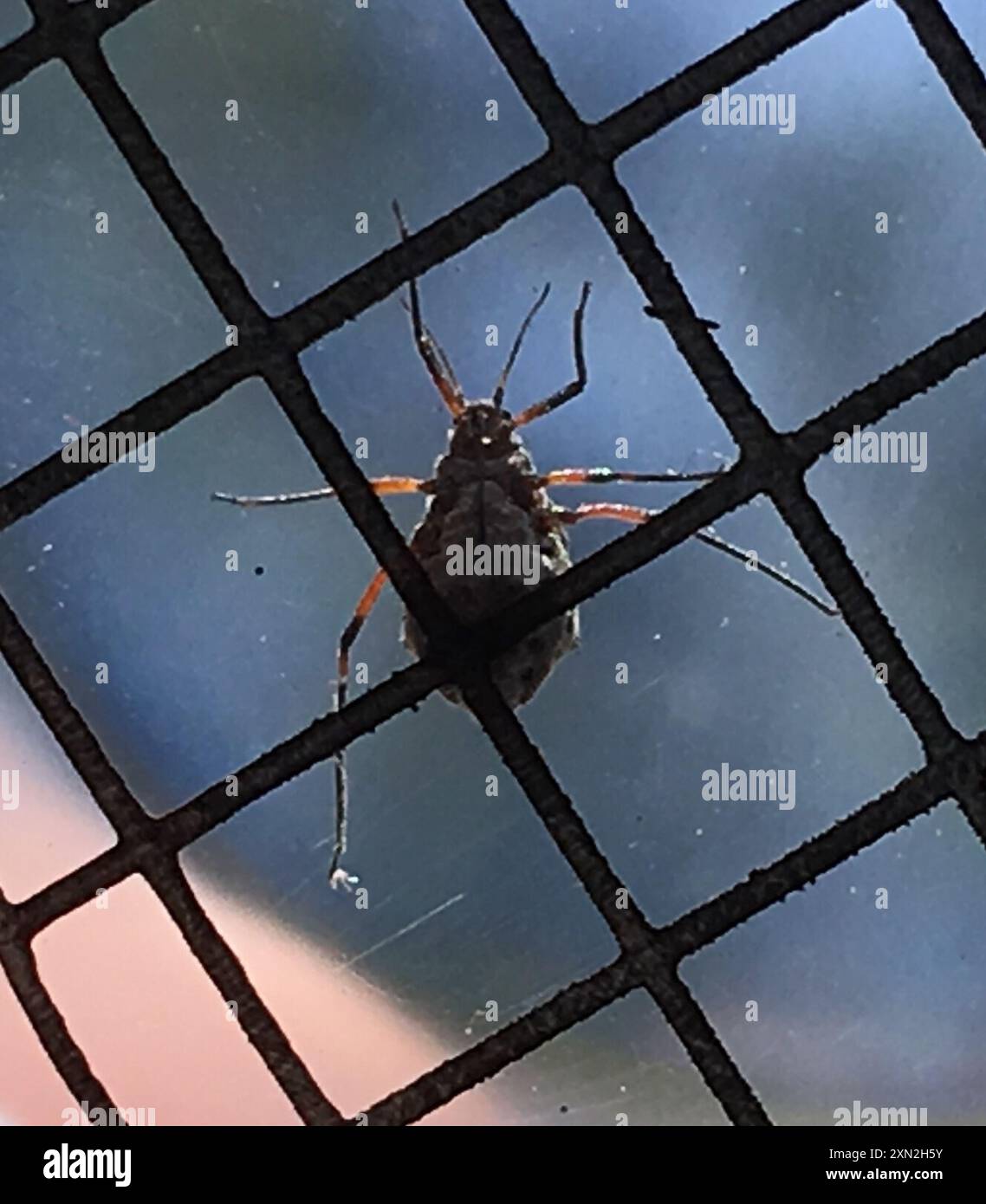 Giant Willow Aphid (Tuberolachnus salignus) Insecta Stock Photo - Alamy