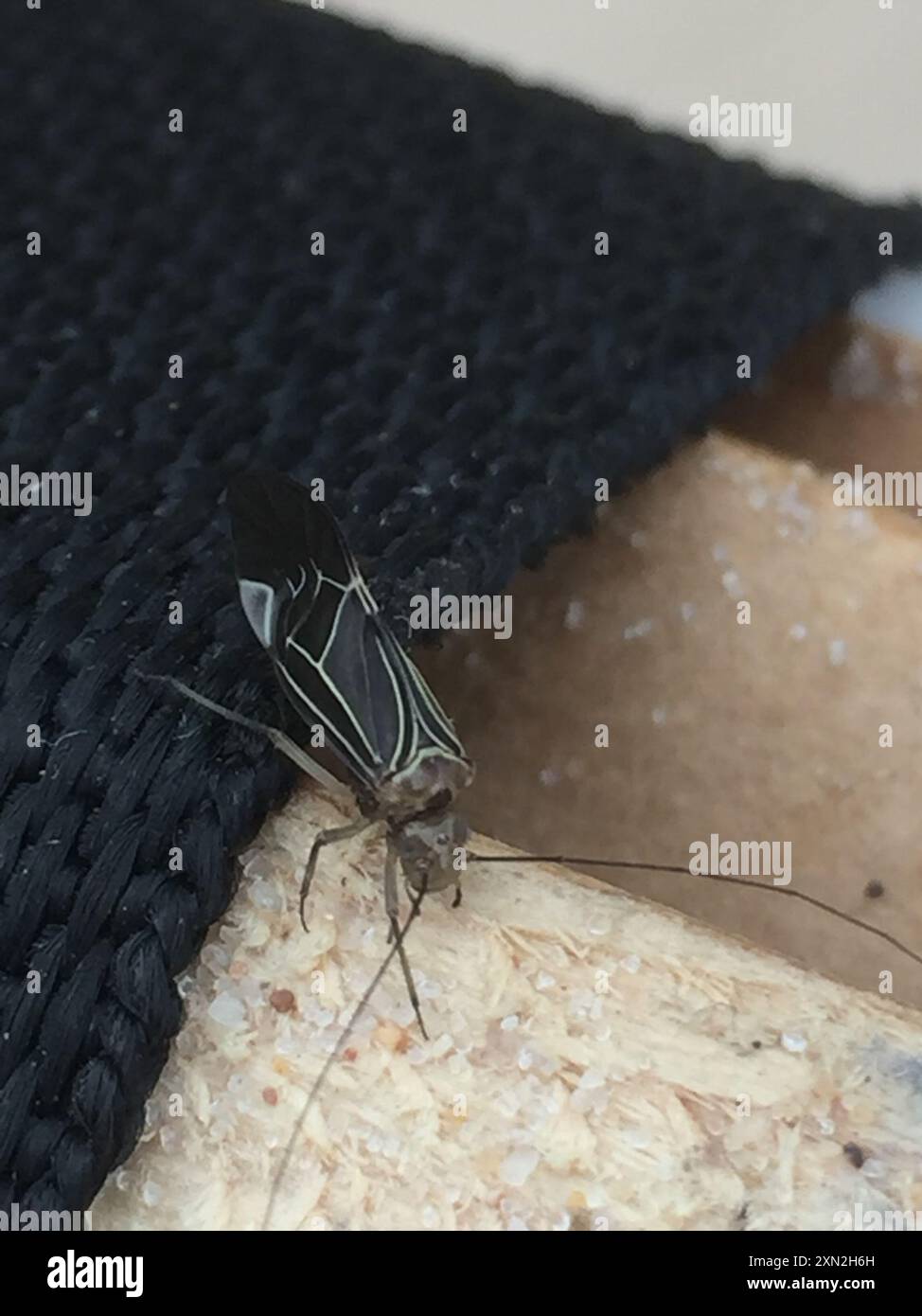 Tree Cattle (Cerastipsocus venosus) Insecta Stock Photo - Alamy