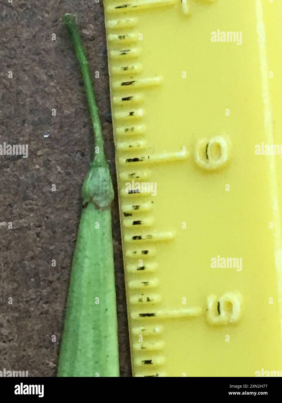 pumpkin ash (Fraxinus profunda) Plantae Stock Photo - Alamy