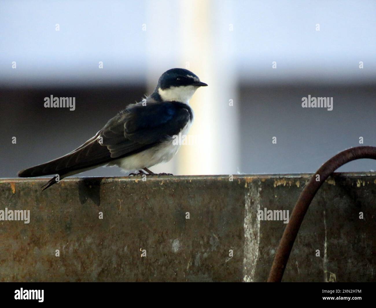 Leucorrhoa hi-res stock photography and images - Alamy
