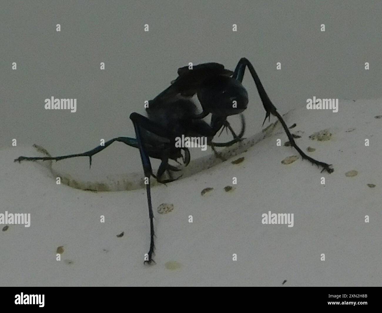 Steel-blue Cricket-hunter Wasp (Chlorion aerarium) Insecta Stock Photo ...