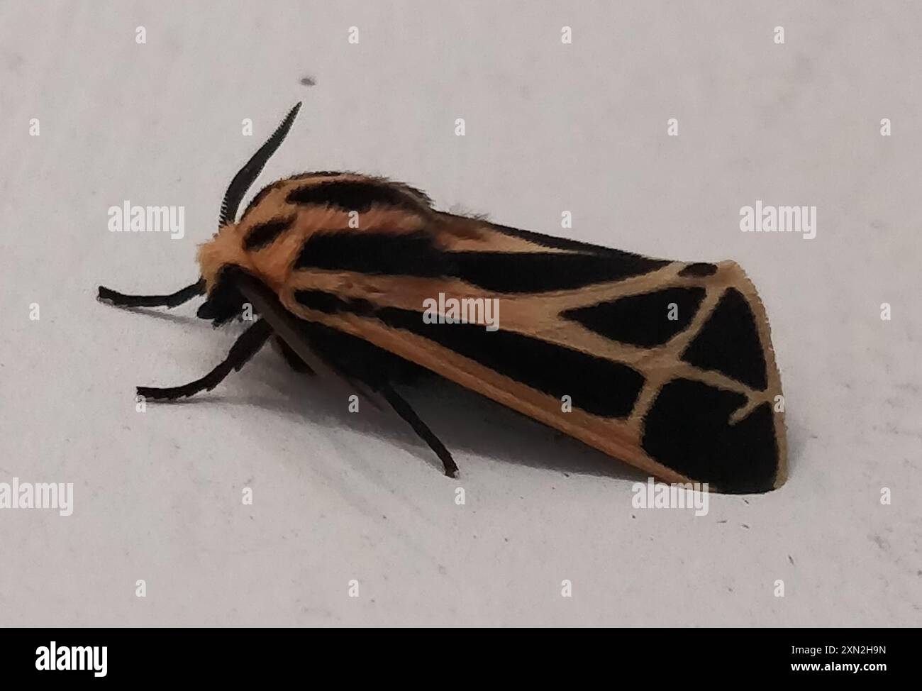 Harnessed Tiger Moth (Apantesis phalerata) Insecta Stock Photo - Alamy