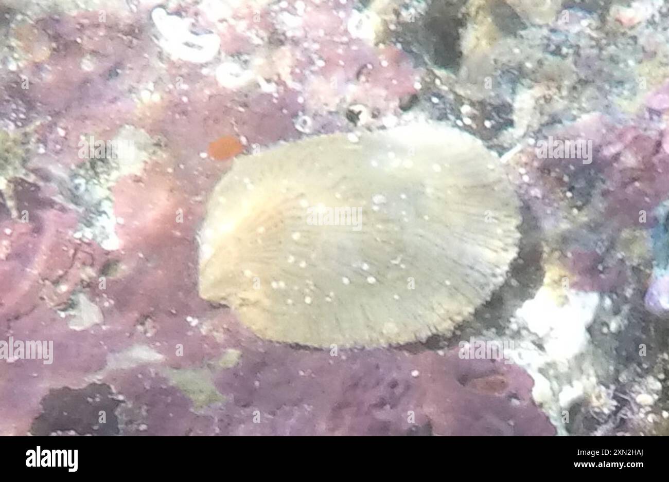 Scallops and Allies (Pectinida) Mollusca Stock Photo - Alamy