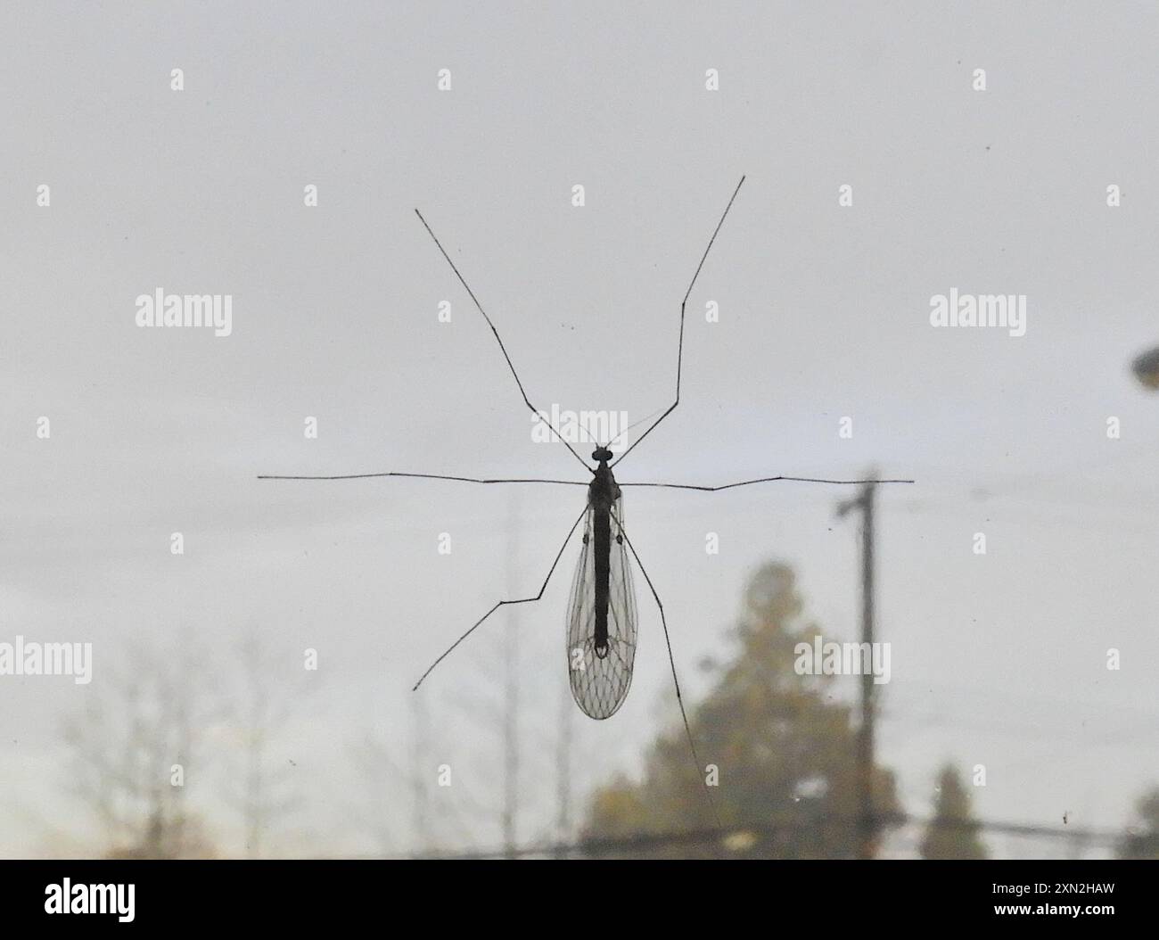 Winter Crane Flies (Trichoceridae) Insecta Stock Photo - Alamy