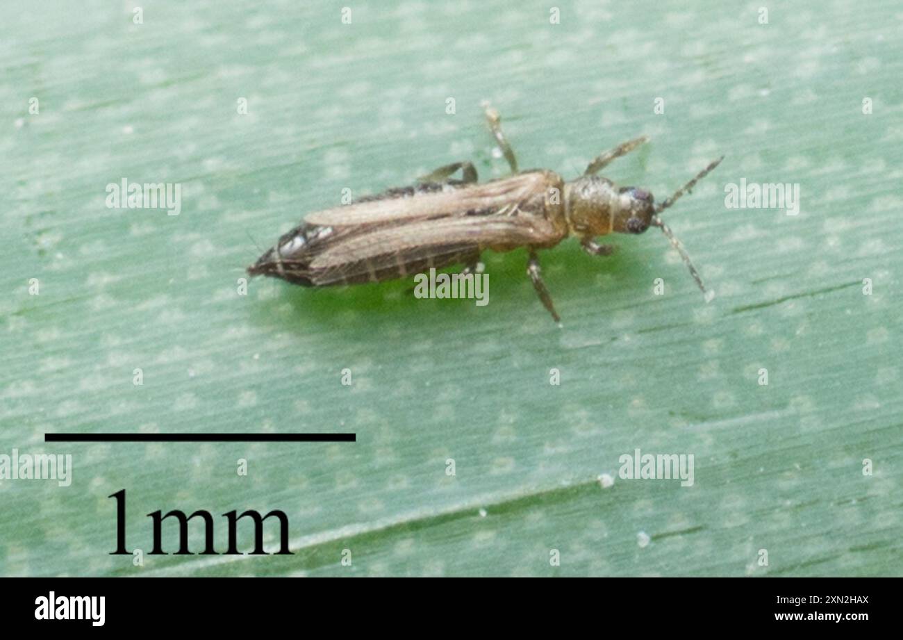 Thrips (Thysanoptera) Insecta Stock Photo - Alamy