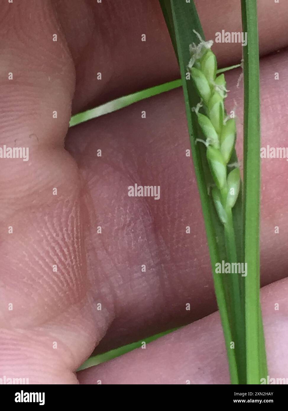 Carex sect. Paniceae (Paniceae) Plantae Stock Photo - Alamy