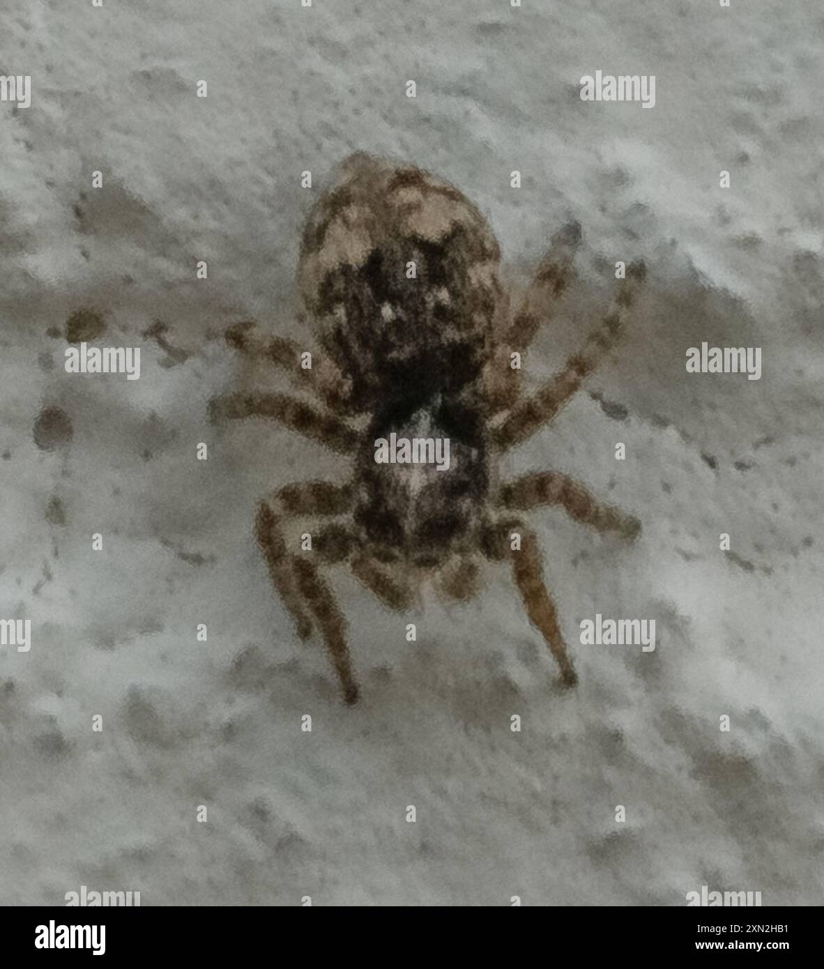 Asiatic Wall Jumping Spider (Attulus fasciger) Arachnida Stock Photo ...