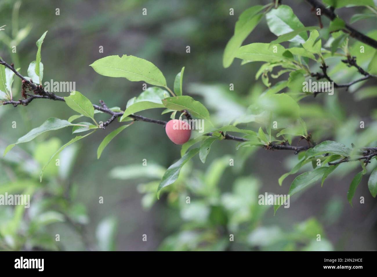 Mexican Plum (Prunus mexicana) Plantae Stock Photo - Alamy