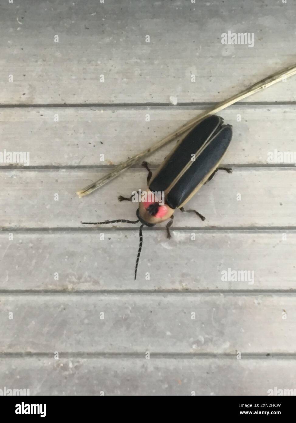 Common Eastern Firefly (Photinus pyralis) Insecta Stock Photo - Alamy