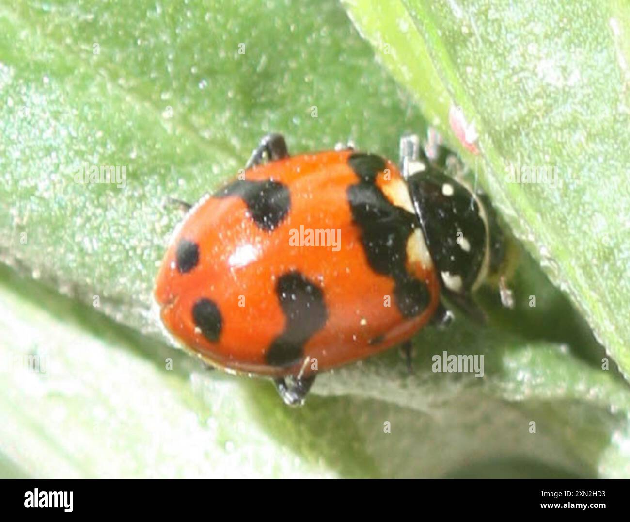 Casey's Lady Beetle (Hippodamia caseyi) Insecta Stock Photo - Alamy