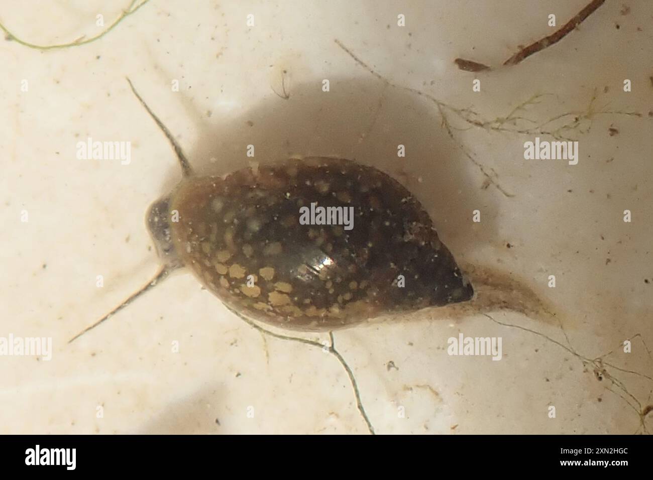 Acute Bladder Snail (Physella acuta) Mollusca Stock Photo - Alamy