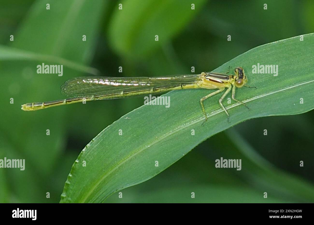 Big Bluet (Enallagma durum) Insecta Stock Photo - Alamy