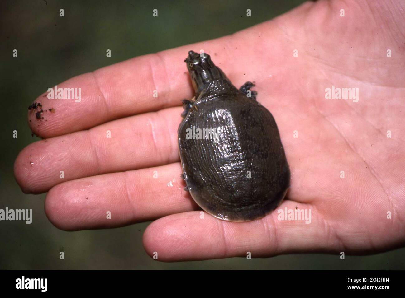 Zambezi Flapshell Turtle (Cycloderma frenatum) Reptilia Stock Photo - Alamy