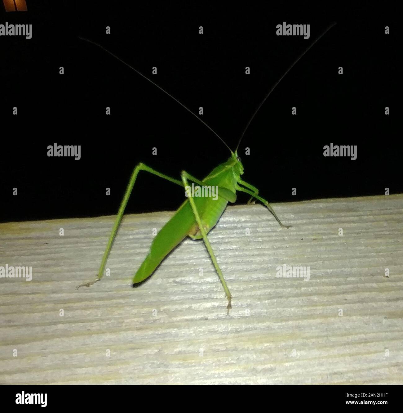 Fork-tailed Bush Katydid (Scudderia furcata) Insecta Stock Photo - Alamy