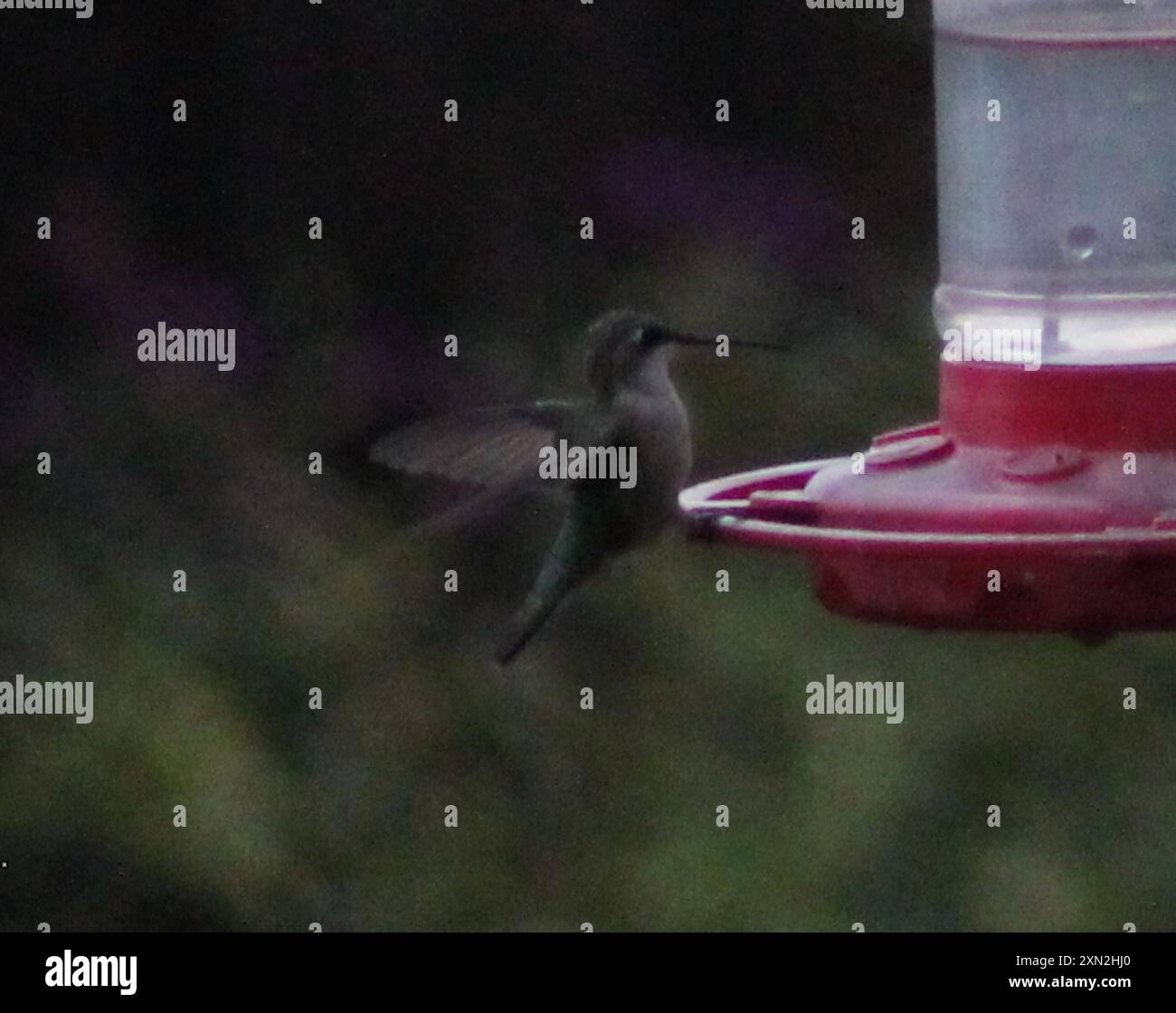 Ruby-throated Hummingbird (Archilochus colubris) Aves Stock Photo - Alamy