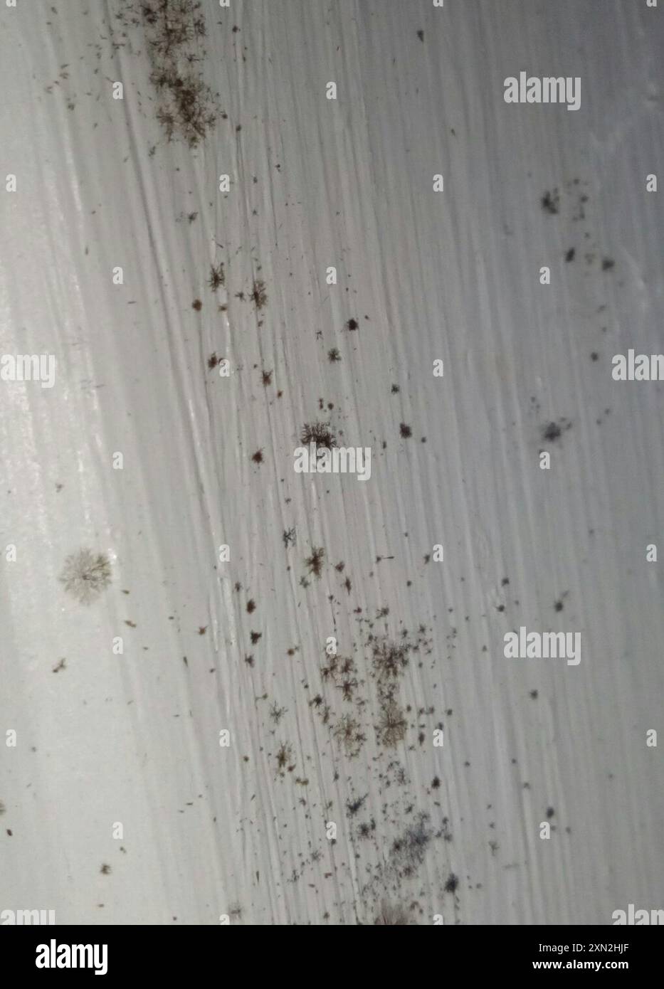 Stachybotrys hi-res stock photography and images - Alamy