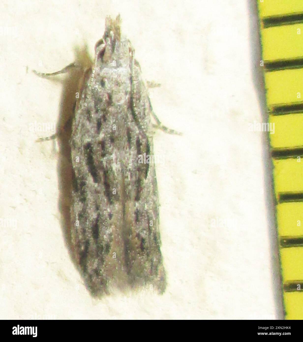 Curved-horn Moths (Gelechioidea) Insecta Stock Photo - Alamy