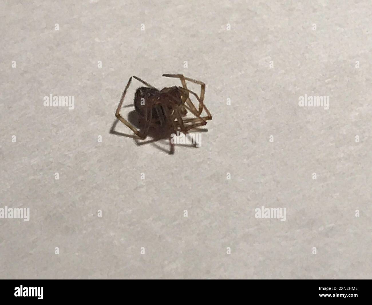 Comb-footed Spiders (Theridiidae) Arachnida Stock Photo - Alamy