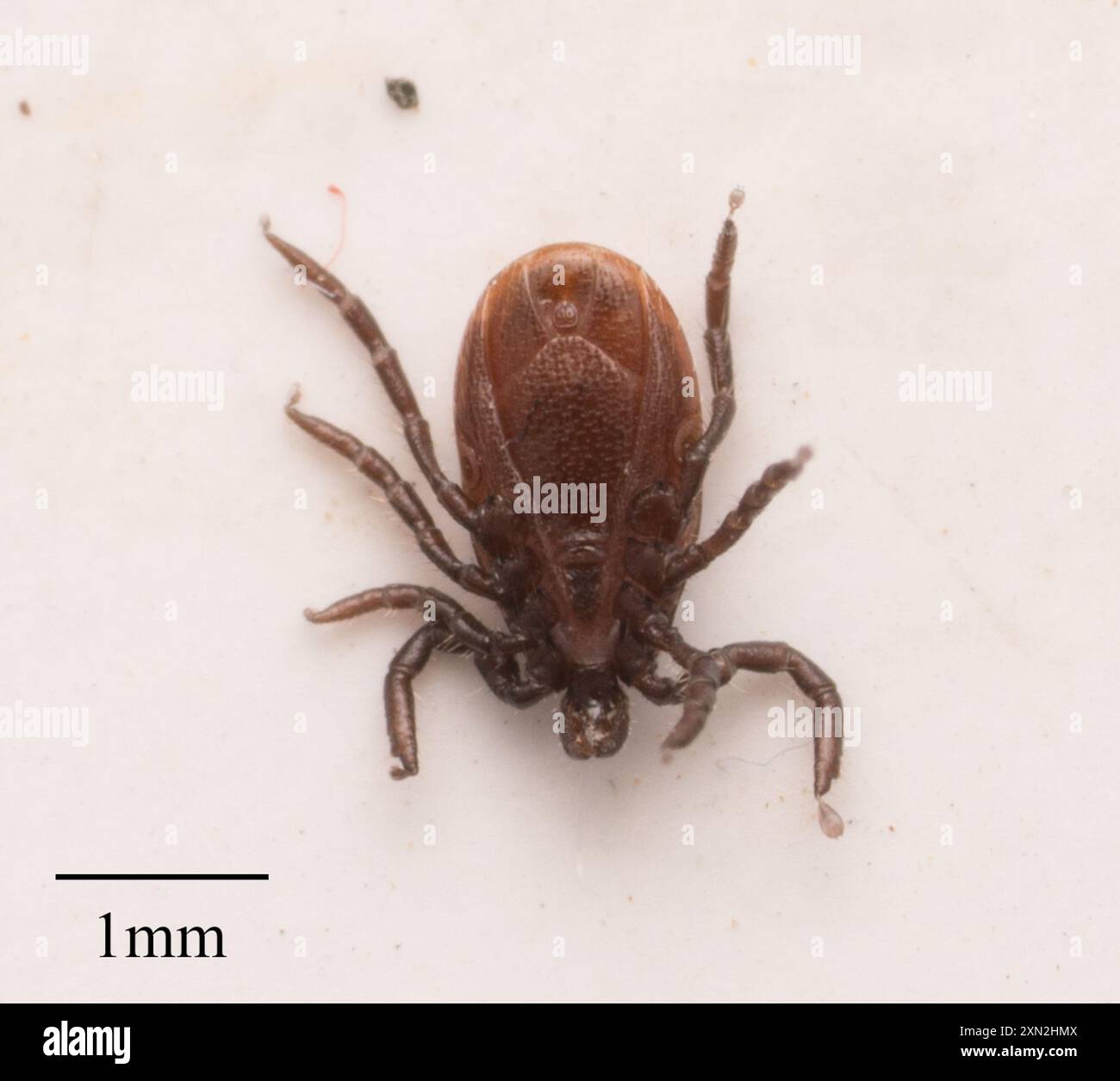 Western Black-legged Tick (Ixodes pacificus) Arachnida Stock Photo - Alamy