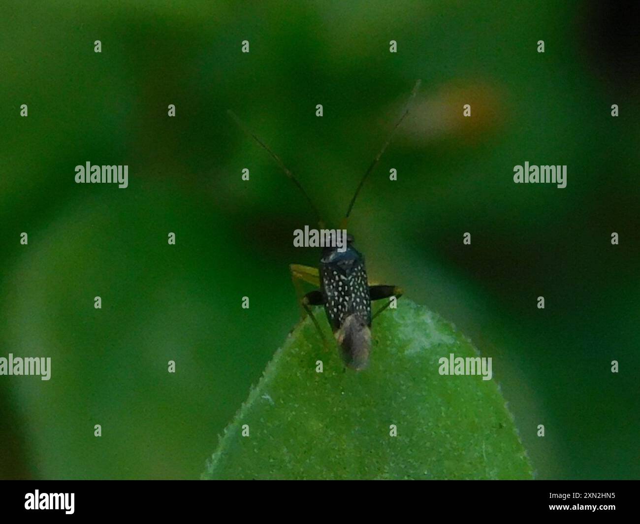 Garden Fleahopper (Microtechnites bractatus) Insecta Stock Photo - Alamy