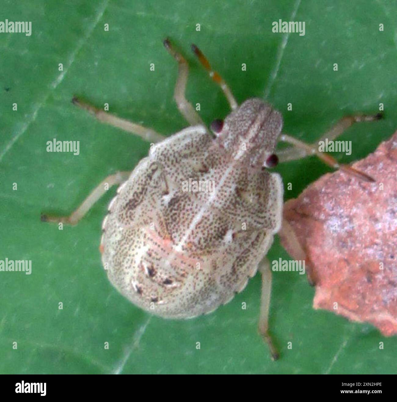 Stink Bugs (Pentatomidae) Insecta Stock Photo - Alamy
