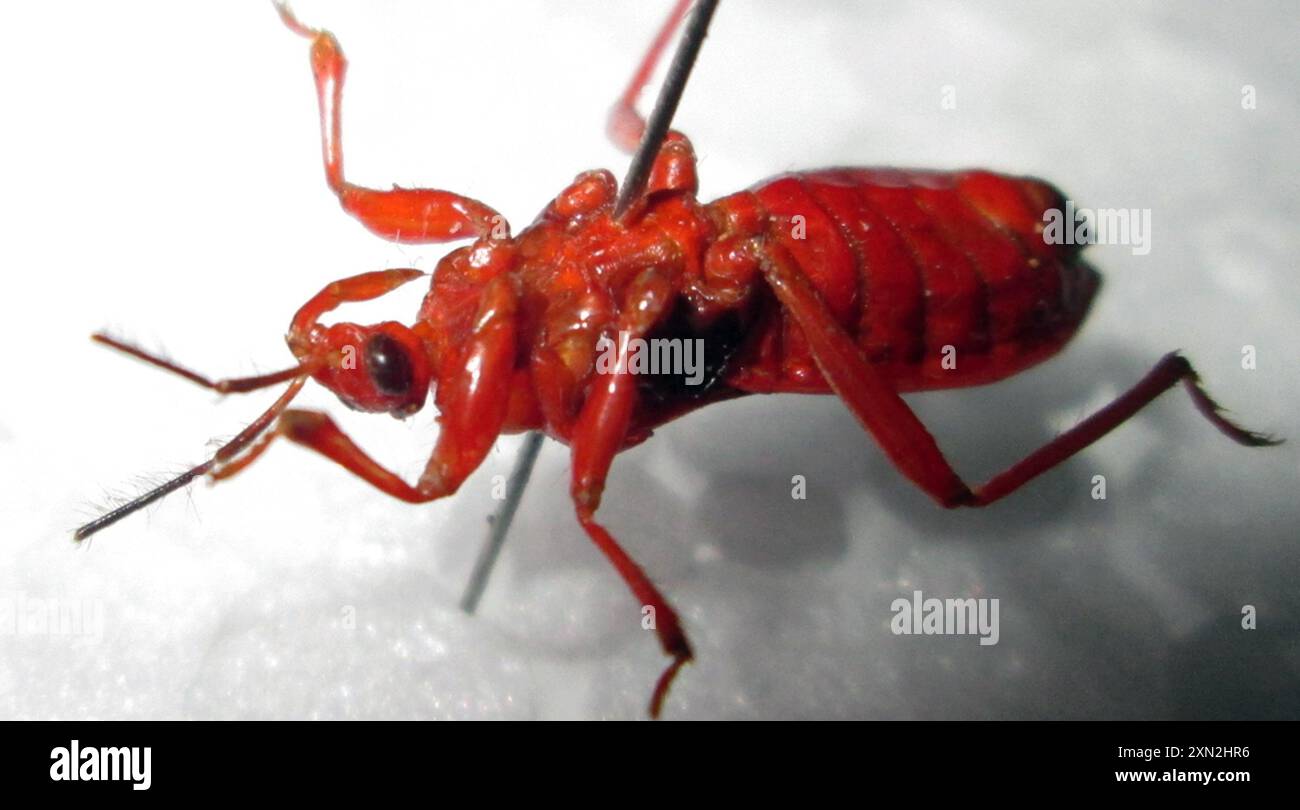 Millipede Assassin Bugs (Ectrichodiinae) Insecta Stock Photo - Alamy