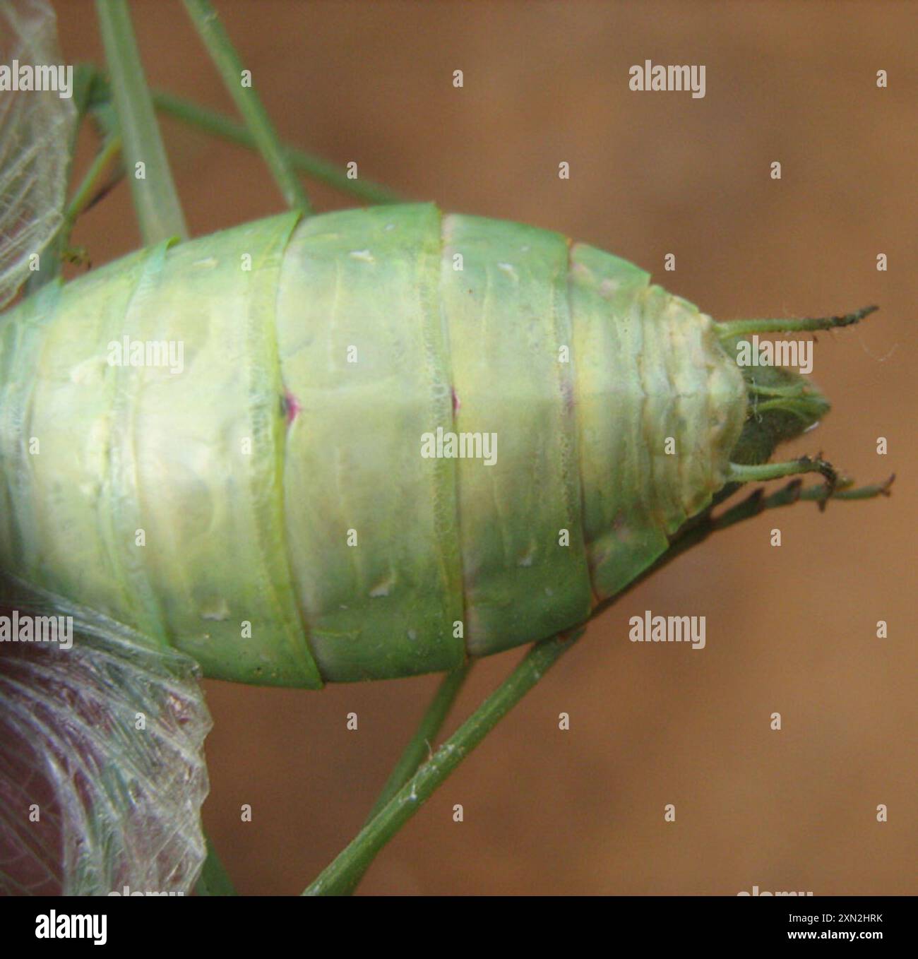Common Green Mantis (Sphodromantis gastrica) Insecta Stock Photo - Alamy