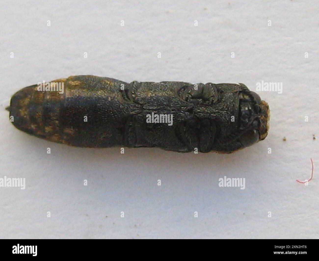 Planidia hi-res stock photography and images - Alamy