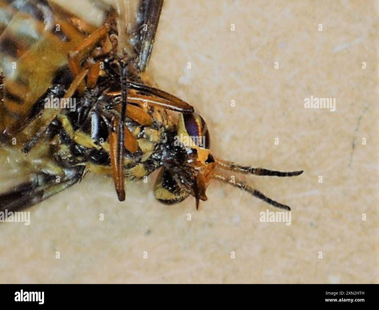 Mountain Deer Fly (Chrysops montanus) Insecta Stock Photo - Alamy