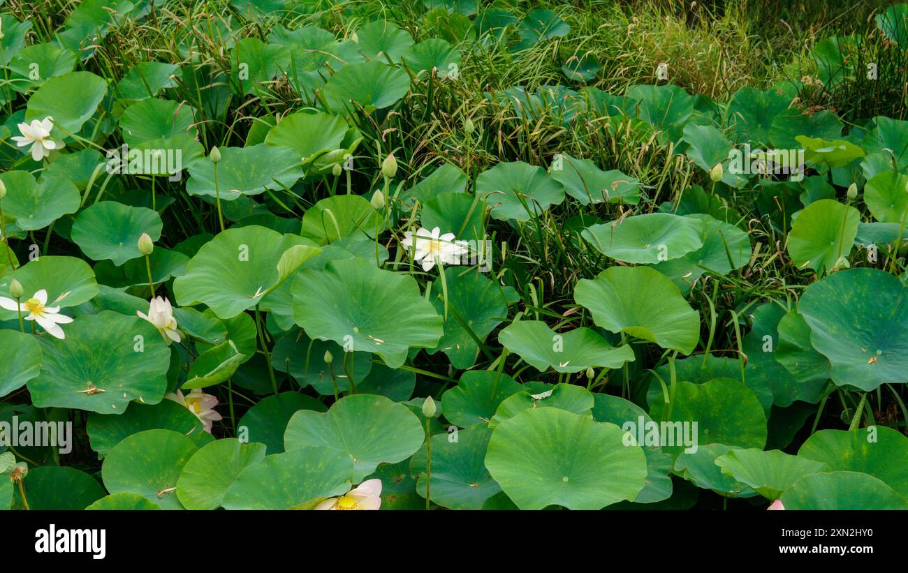 lotus nature flower zen background green flora garden bloom lotus ...