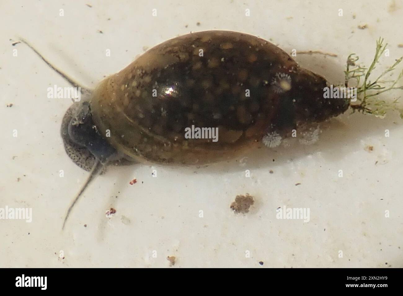 Acute Bladder Snail (Physella acuta) Mollusca Stock Photo - Alamy