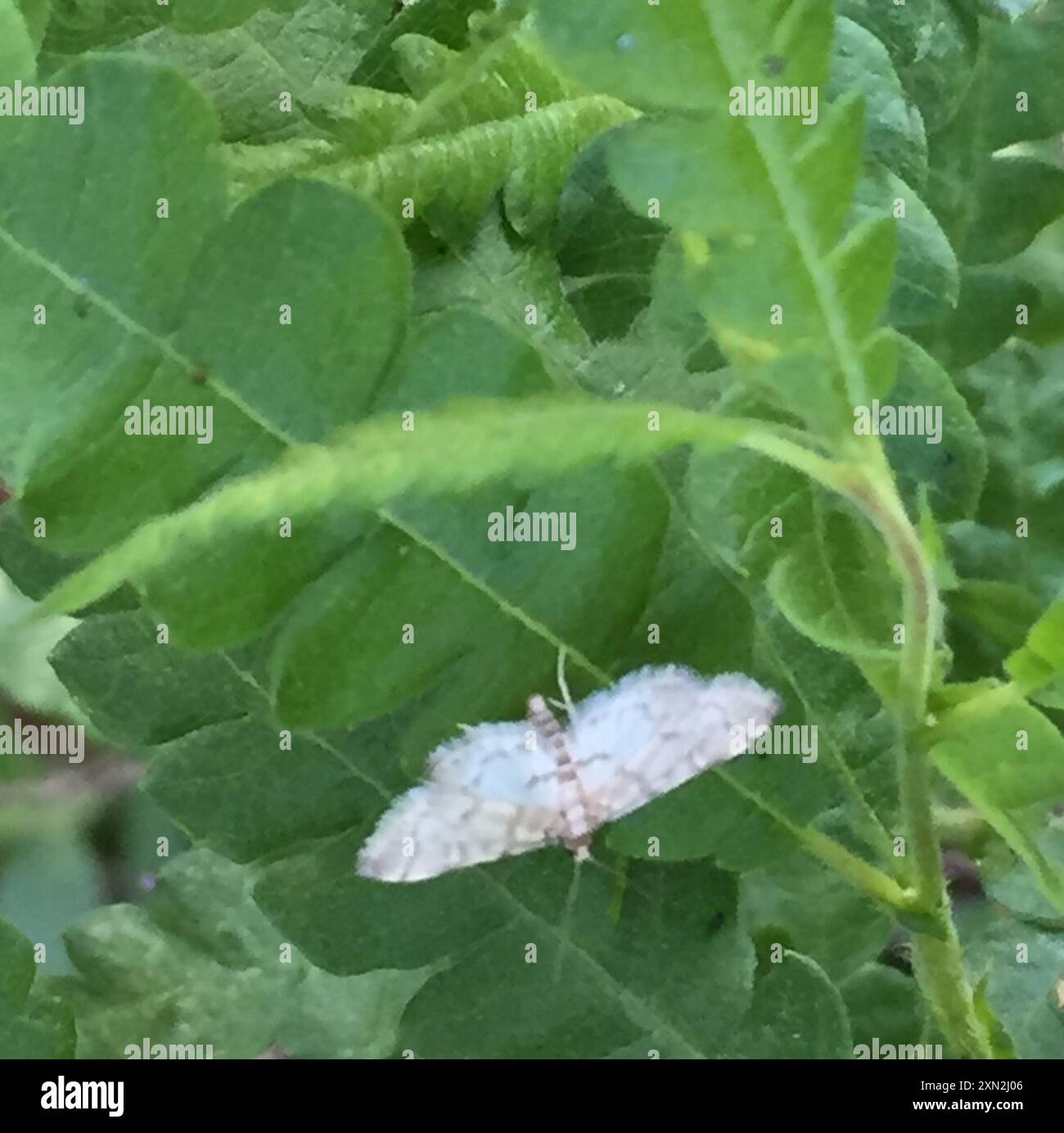 Pearl Moths (Spilomelinae) Insecta Stock Photo - Alamy