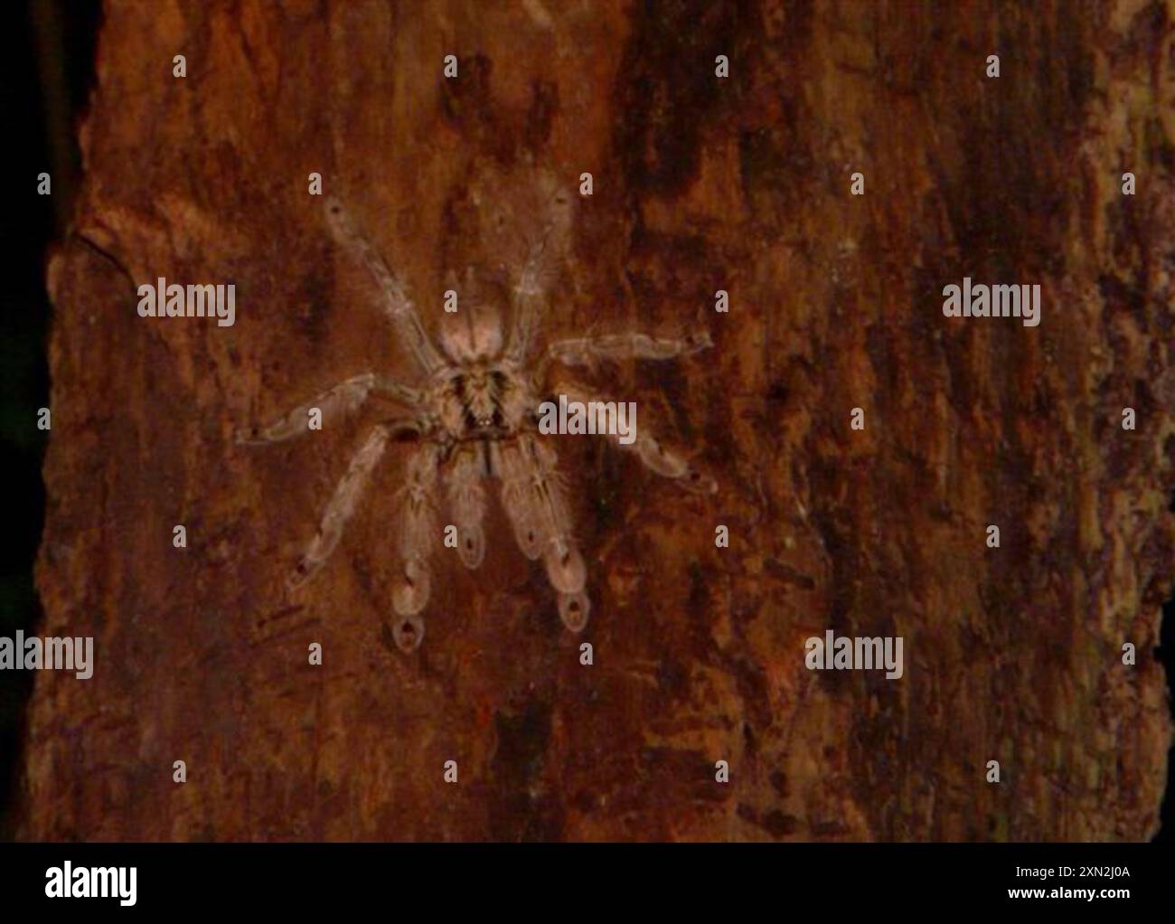 Stromatopelma hi-res stock photography and images - Alamy
