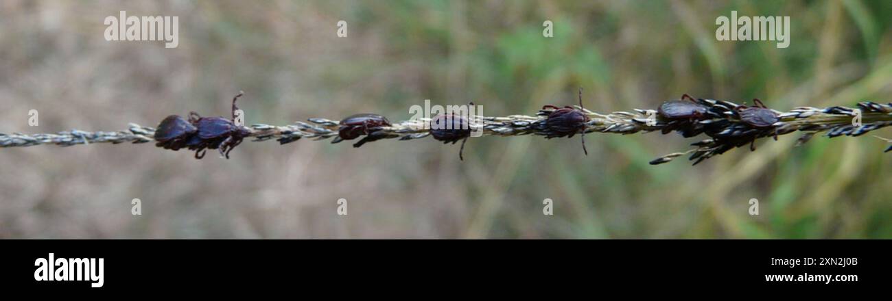 Pepper Ticks (Rhipicephalus) Arachnida Stock Photo - Alamy