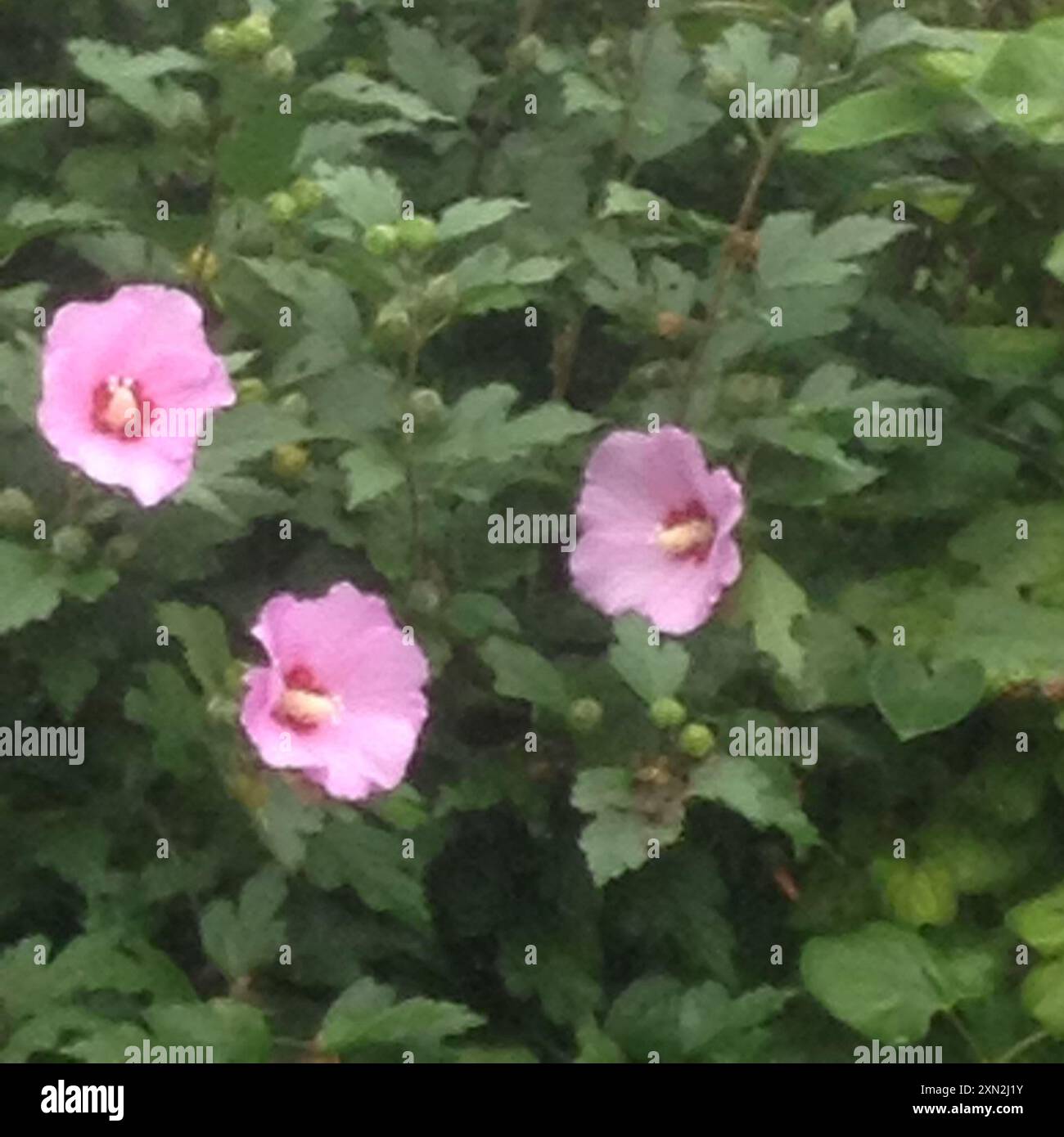 common hibiscus (Hibiscus syriacus) Plantae Stock Photo - Alamy