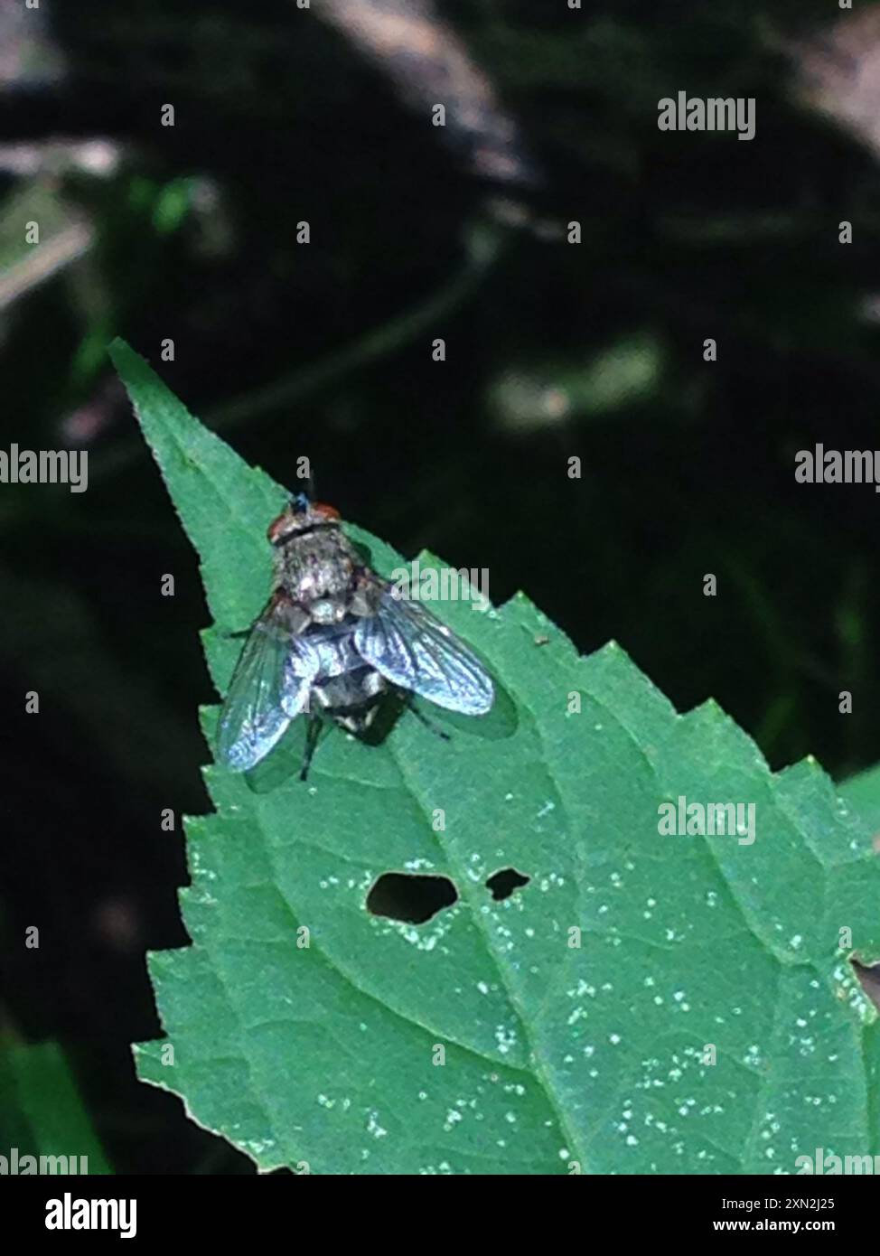 Bot Flies, Blow Flies, and Allies (Oestroidea) Insecta Stock Photo - Alamy