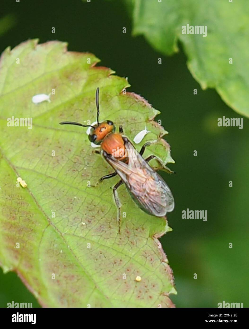 Augochlora pure hi-res stock photography and images - Alamy