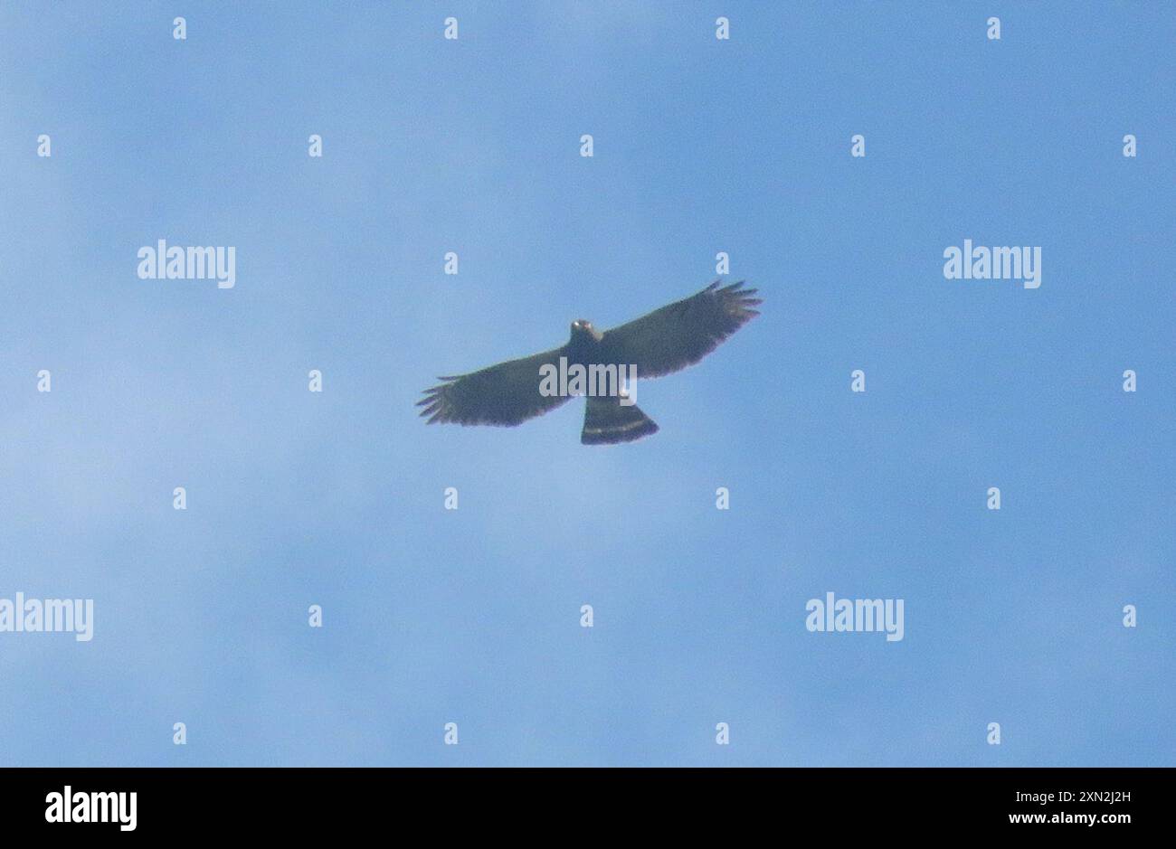 White-rumped Hawk (Parabuteo leucorrhous) Aves Stock Photo - Alamy