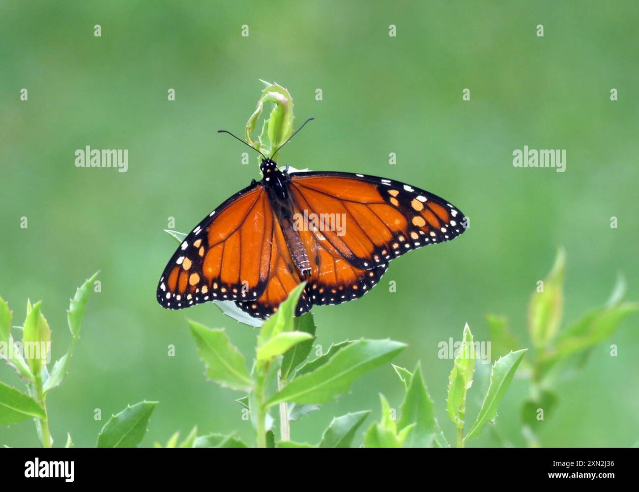 Southern Monarch (Danaus erippus) Insecta Stock Photo - Alamy
