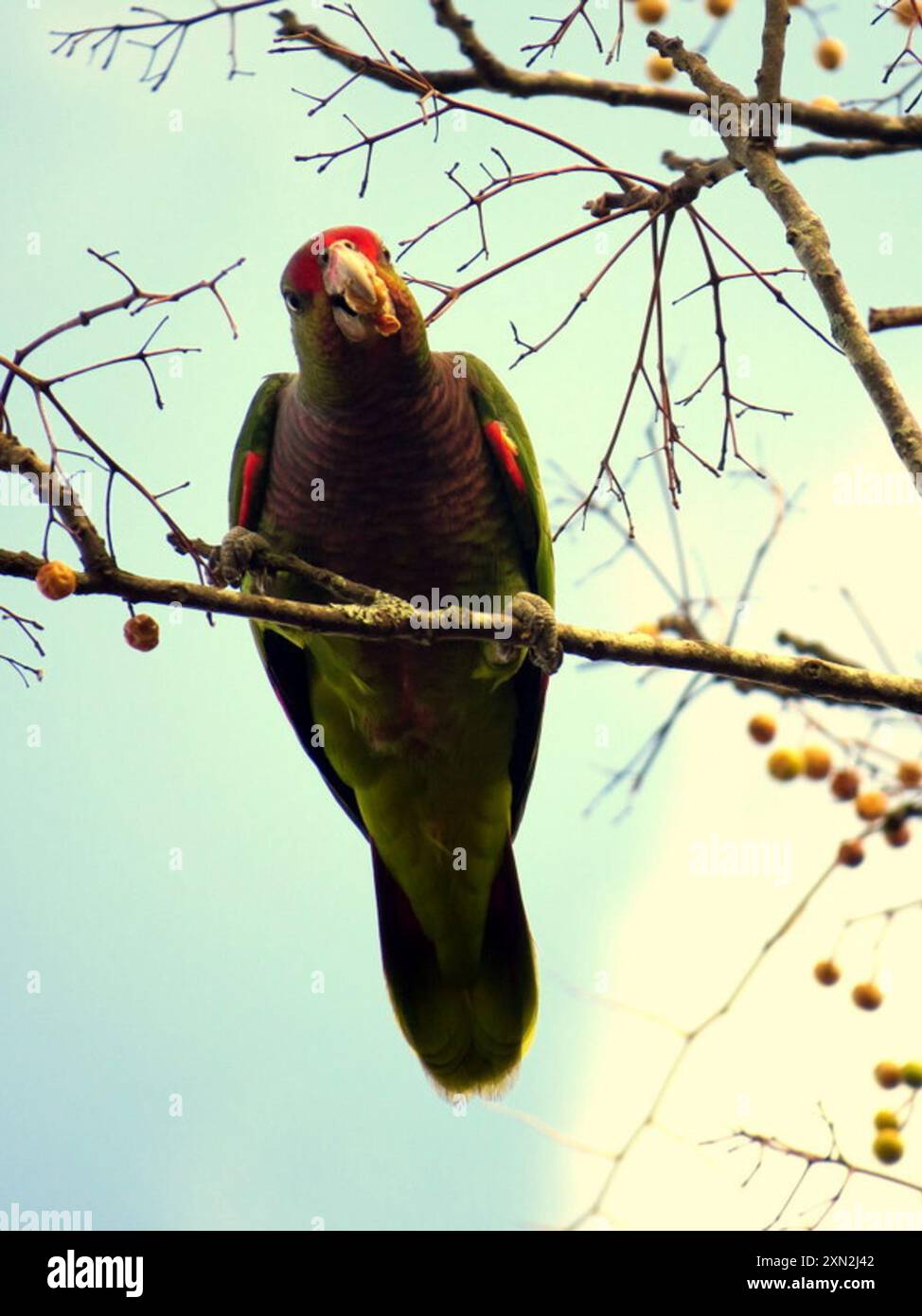Amazona vinacea hi-res stock photography and images - Alamy