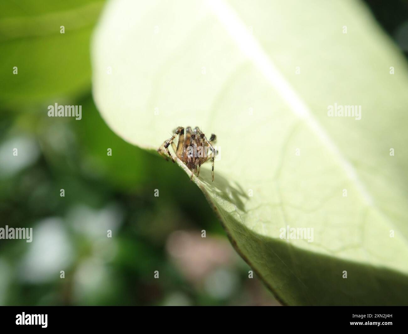 Comb-footed Spiders (Theridiidae) Arachnida Stock Photo - Alamy