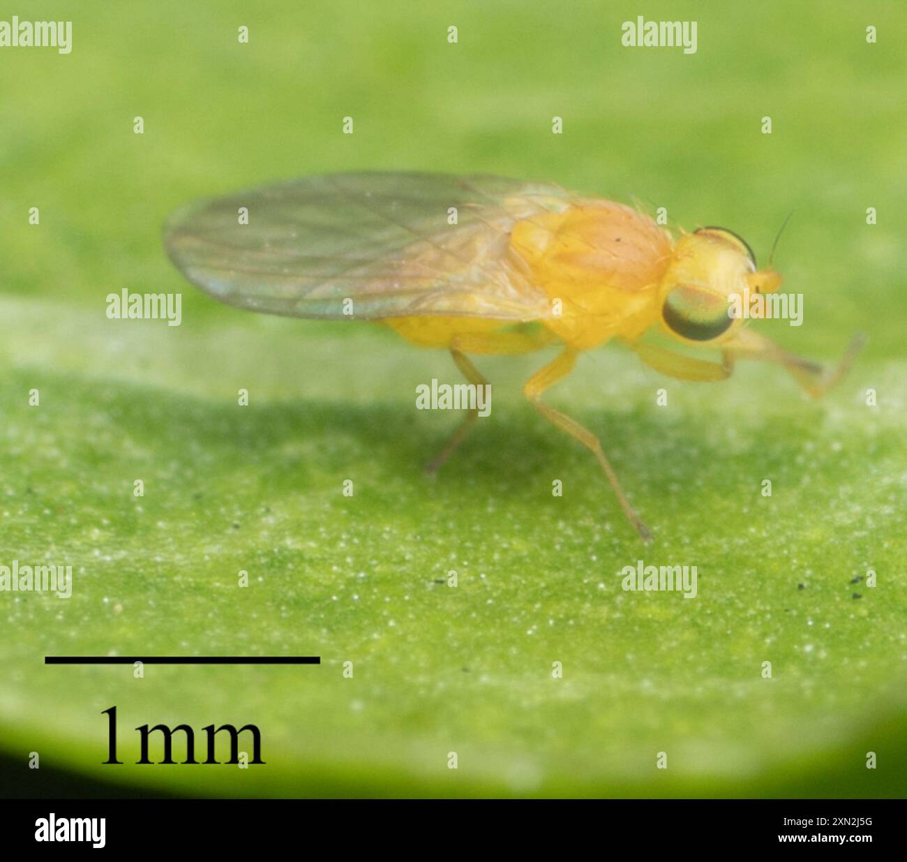 Leaf-miner Flies (Agromyzidae) Insecta Stock Photo - Alamy