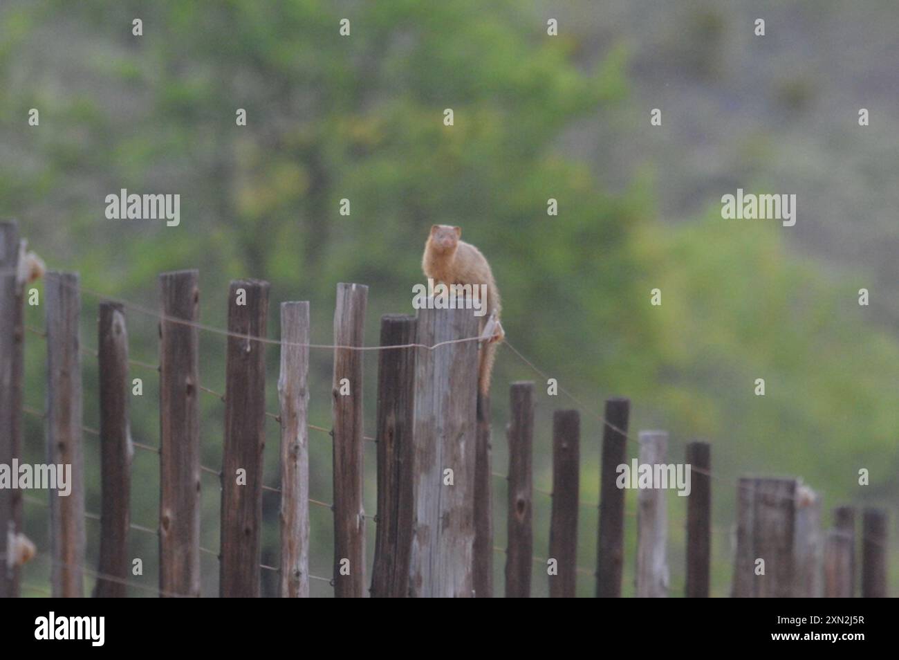Common Slender Mongoose (Herpestes sanguineus) Mammalia Stock Photo - Alamy
