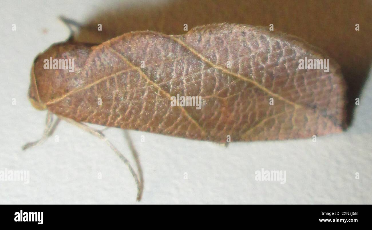 Cattle Eye Moth (Arcyophora longivalvis) Insecta Stock Photo - Alamy