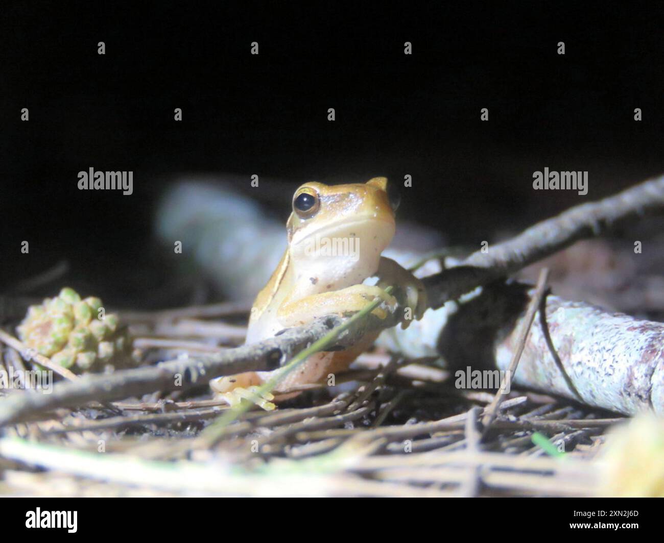 Montevideo Tree Frog (Boana pulchella) Amphibia Stock Photo - Alamy