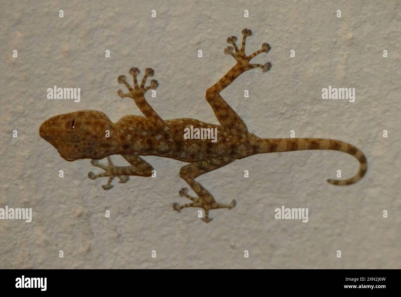 Sinai Fan-fingered Gecko (Ptyodactylus guttatus) Reptilia Stock Photo ...