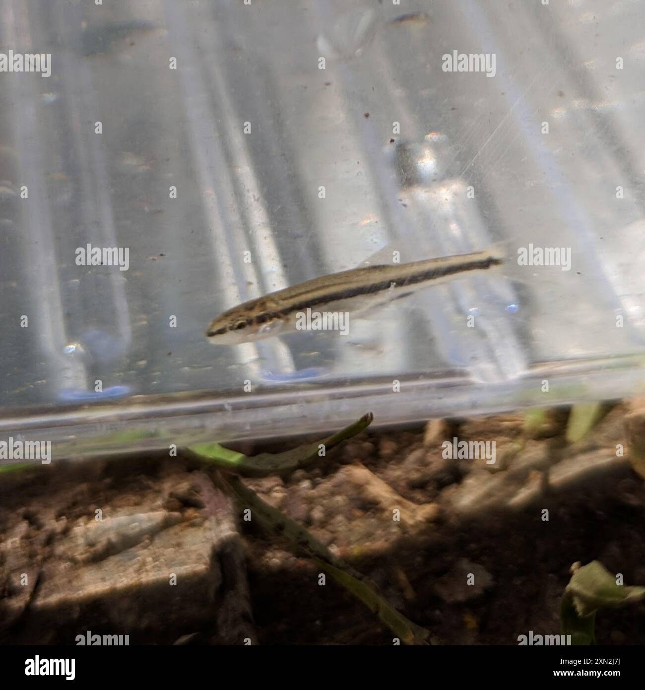 Riffle Daces (Rhinichthys) Actinopterygii Stock Photo - Alamy