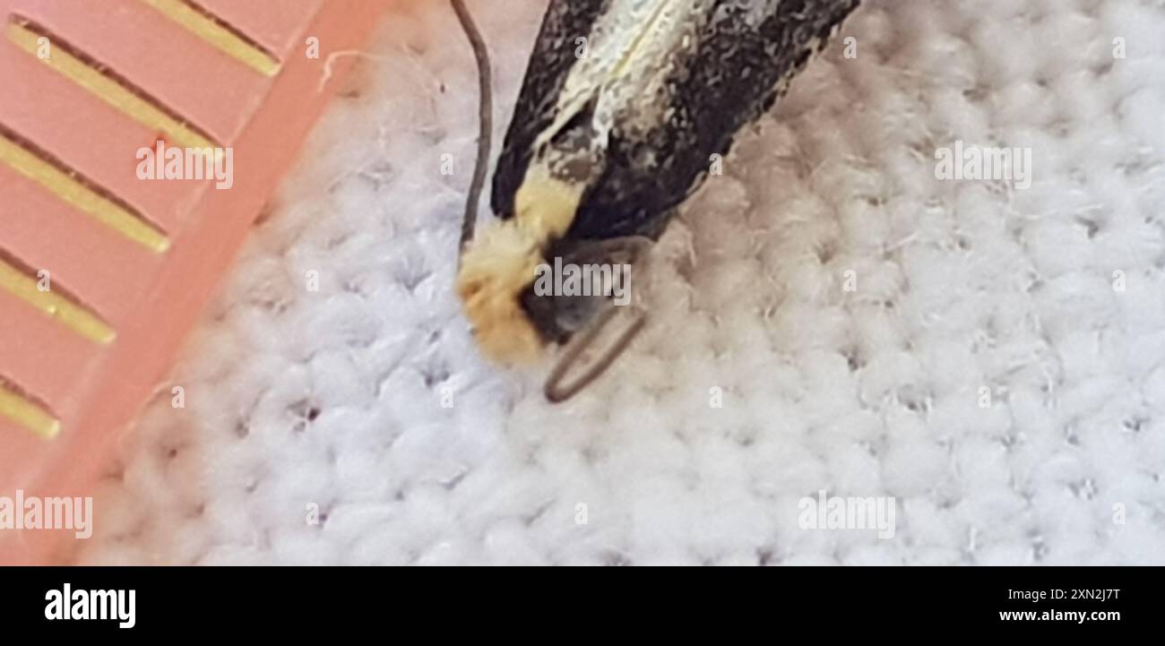 Dead Sheep Moth (Monopis ethelella) Insecta Stock Photo - Alamy