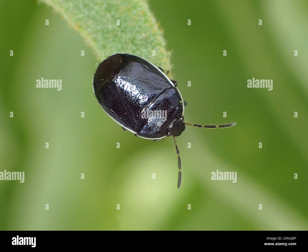White-margined Burrower Bug (Sehirus cinctus) Insecta Stock Photo - Alamy