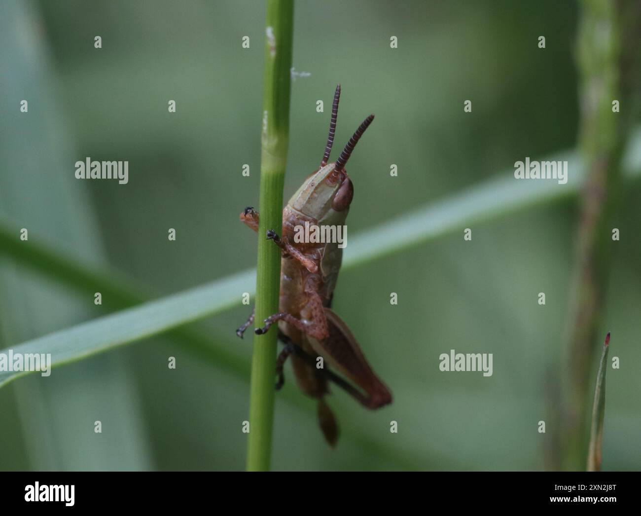 Meadow Grasshopper (Pseudochorthippus parallelus) Insecta Stock Photo ...